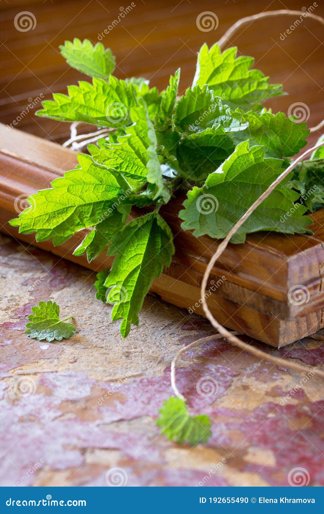 Medicinal Plant Fresh Leaves of Nettles, Selective Focus. Fresh Nettle ...