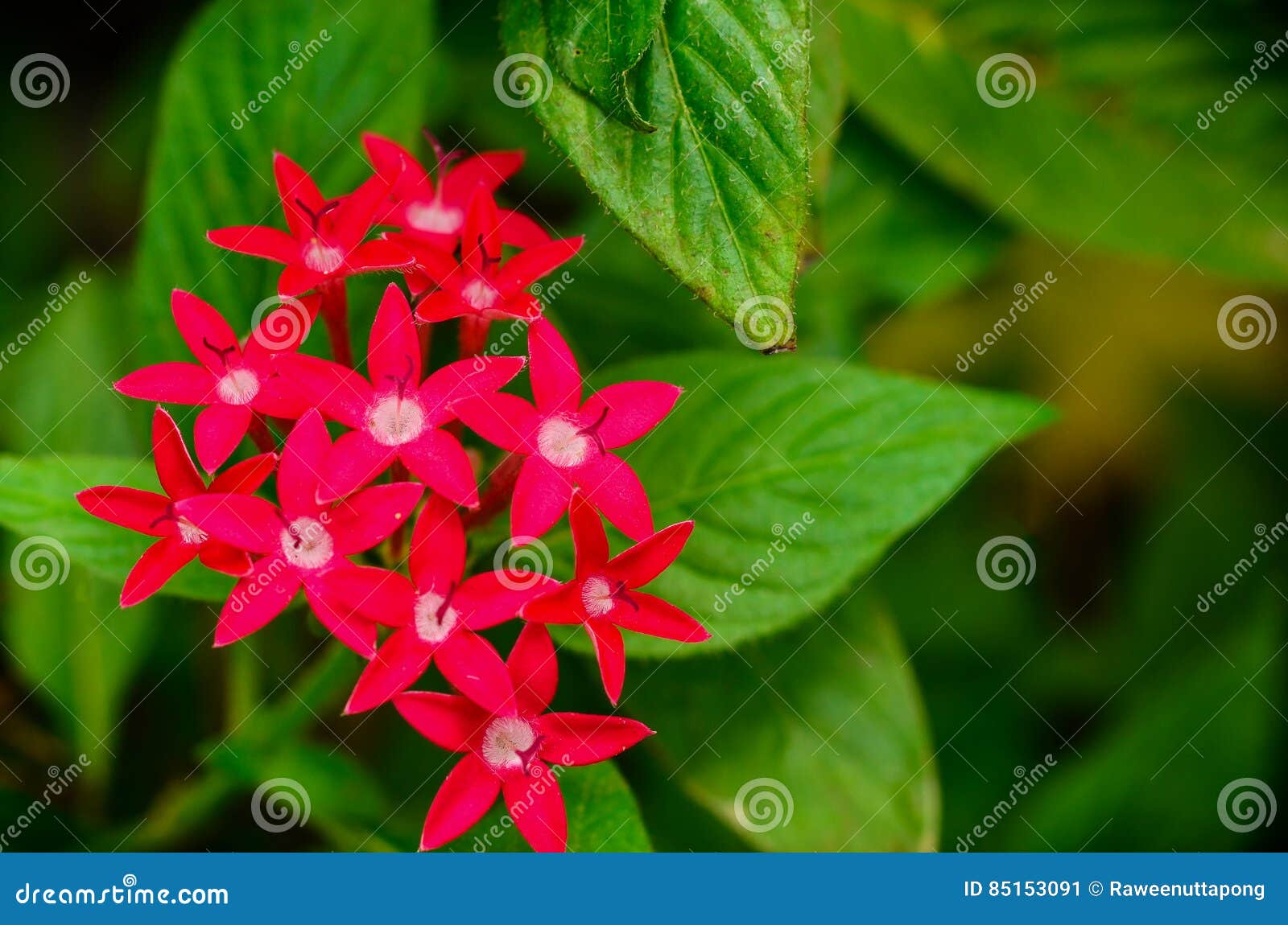 Medicinal plant ginseng stock image. Image of wild, taiga - 85153091