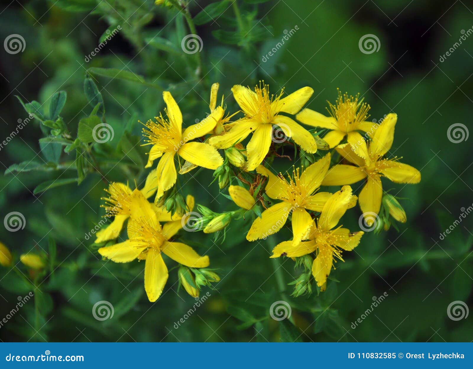 Medicinal Plant Hypericum Perforatum Stock Image - Image of nature ...