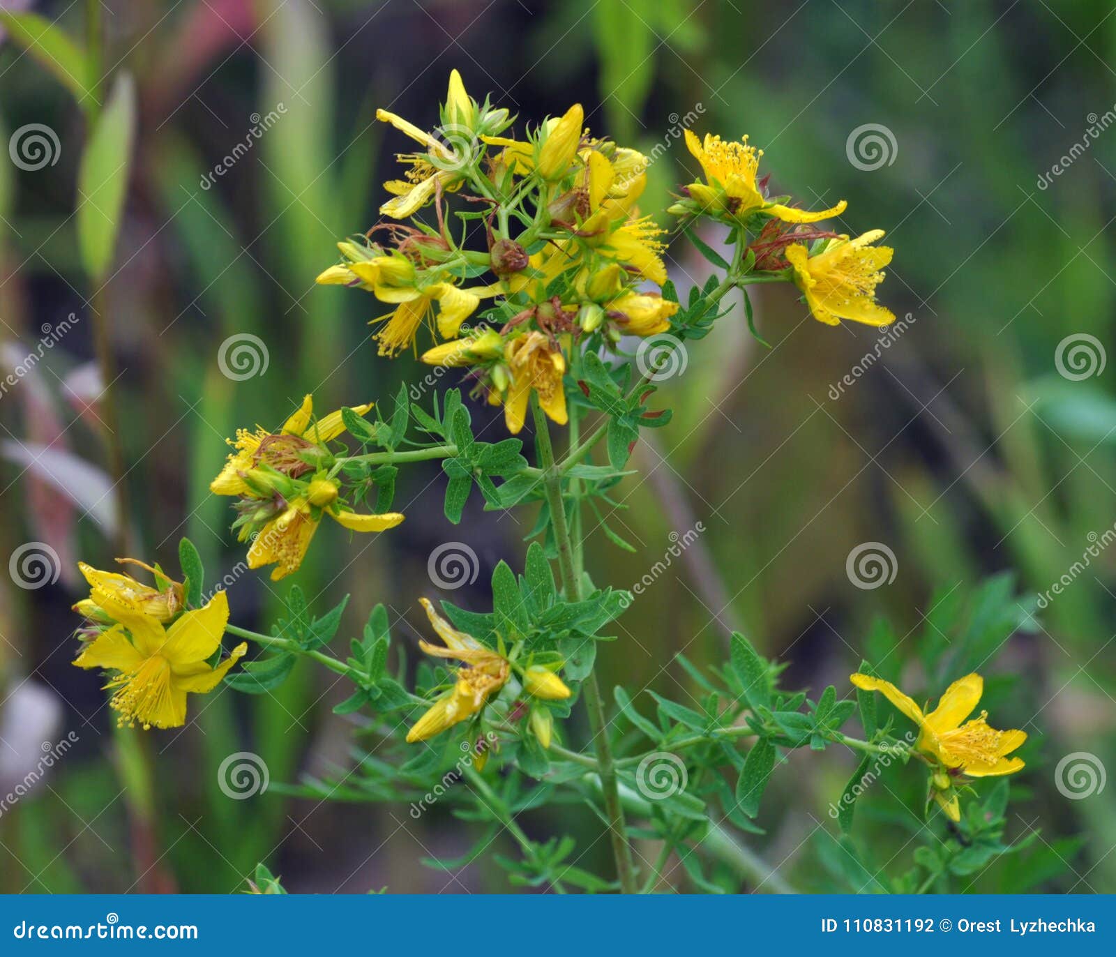 Medicinal Plant Hypericum Perforatum Stock Photo - Image of beauty ...