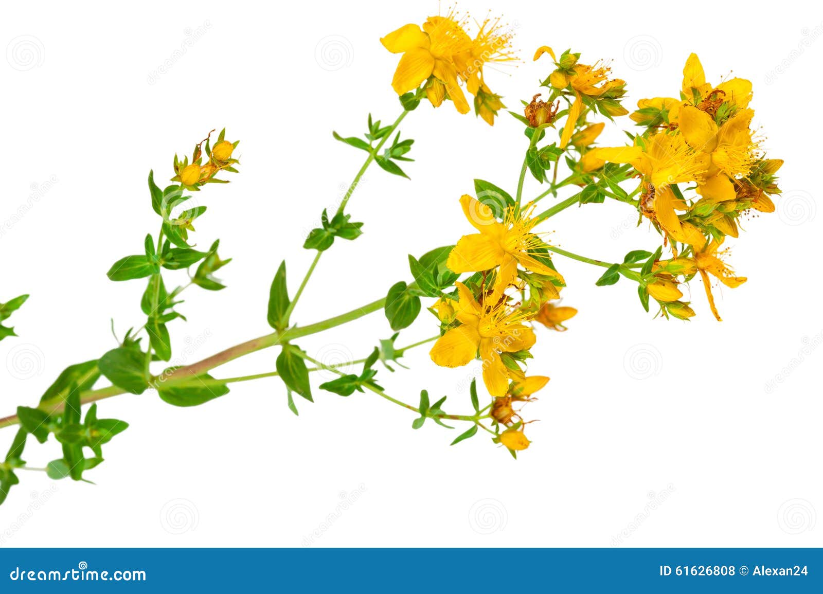 Hypericum Perforatum Known As Perforate St John`s-wort Tincture Or Oil ...