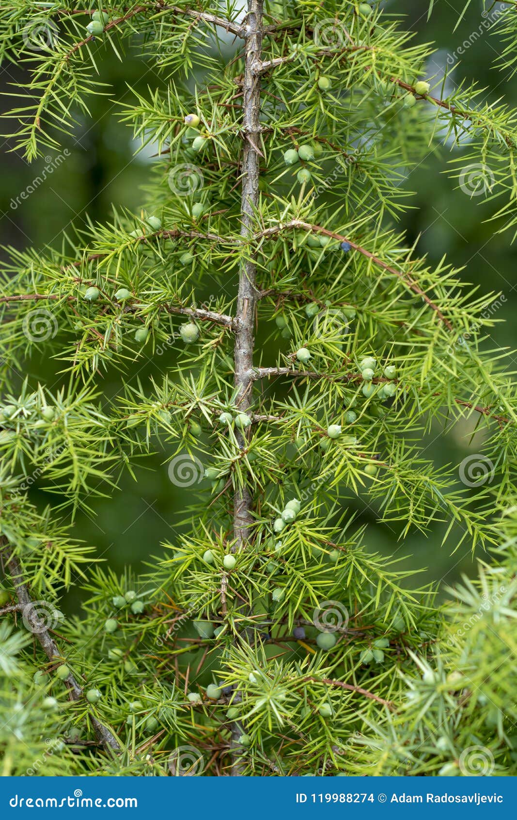 Medicinal Plant - Juniperus Communis Stock Photo - Image of berry ...