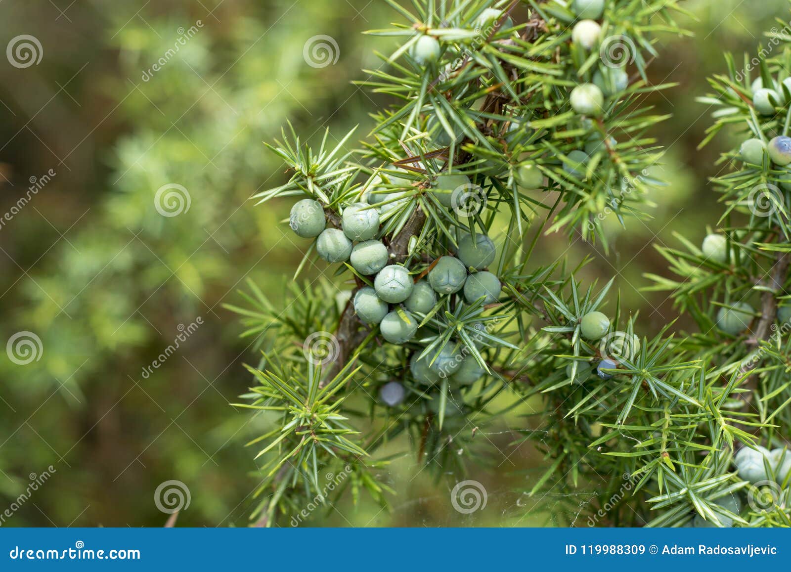 Medicinal Plant - Juniperus Communis Stock Image - Image of bush ...