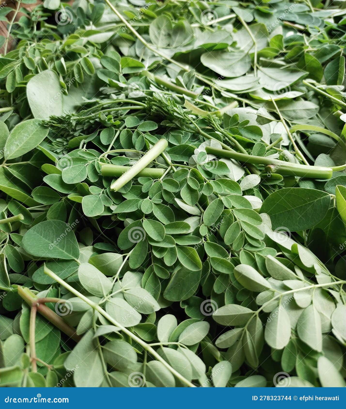 Medicinal Plant Moringa Leaves Stock Photo - Image of branch, medicinal ...