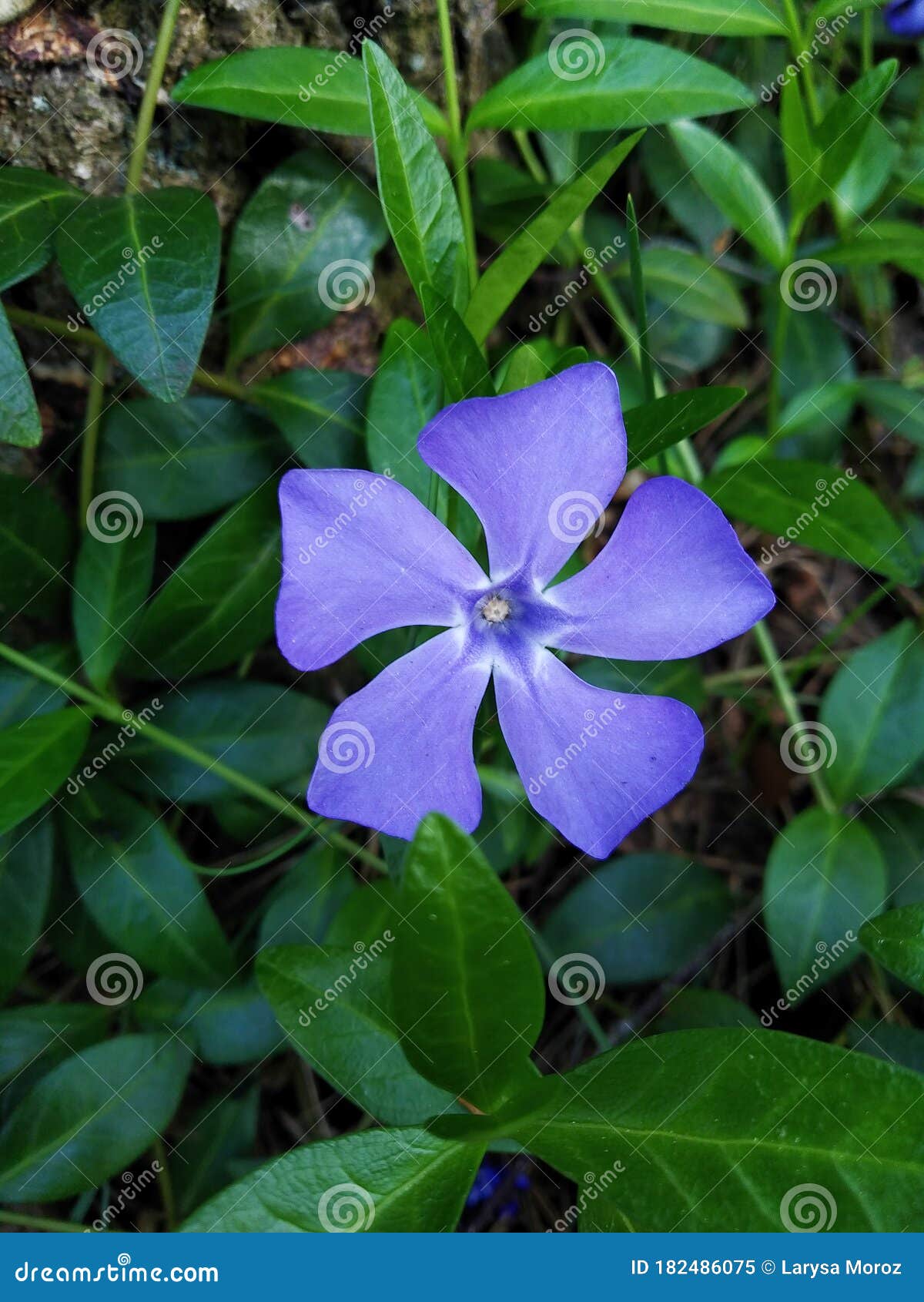 Medicinal Plant. Spring Flower Periwinkle. Stock Image - Image of plant ...
