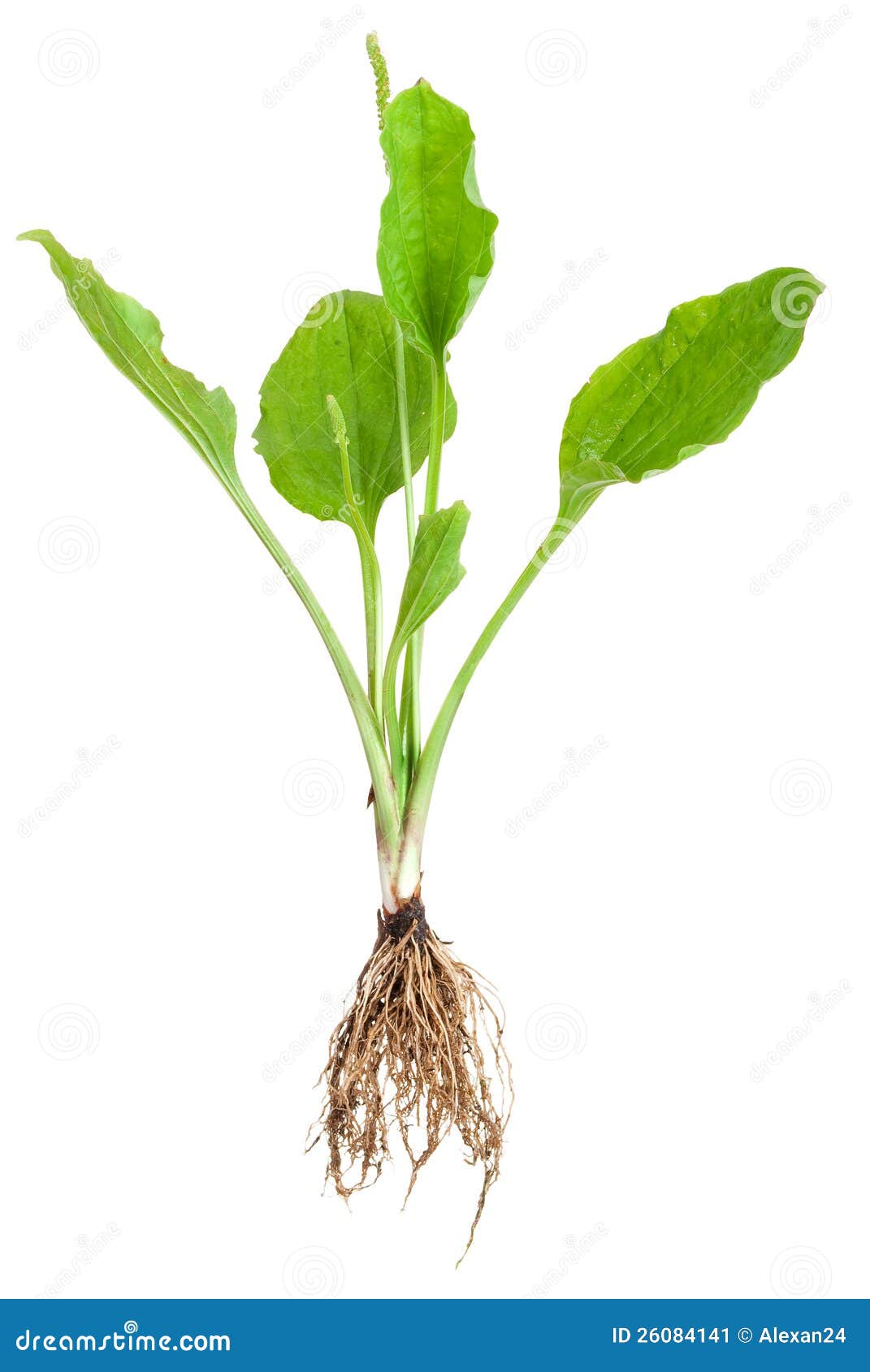 Medicinal Plant. Plantain with Root Stock Image - Image of isolated ...