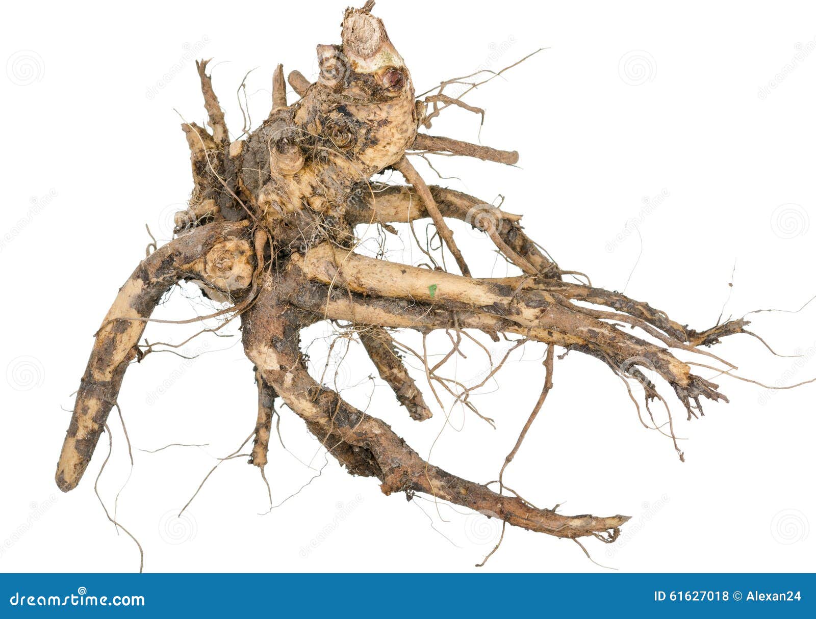 Medicinal Plant. the Root of Elecampane Stock Photo - Image of helenium ...