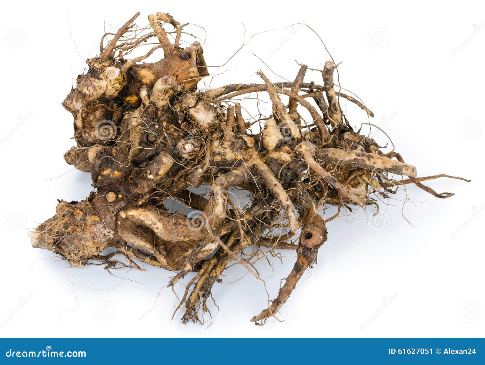 Medicinal Plant. the Root of Elecampane Stock Image - Image of ...
