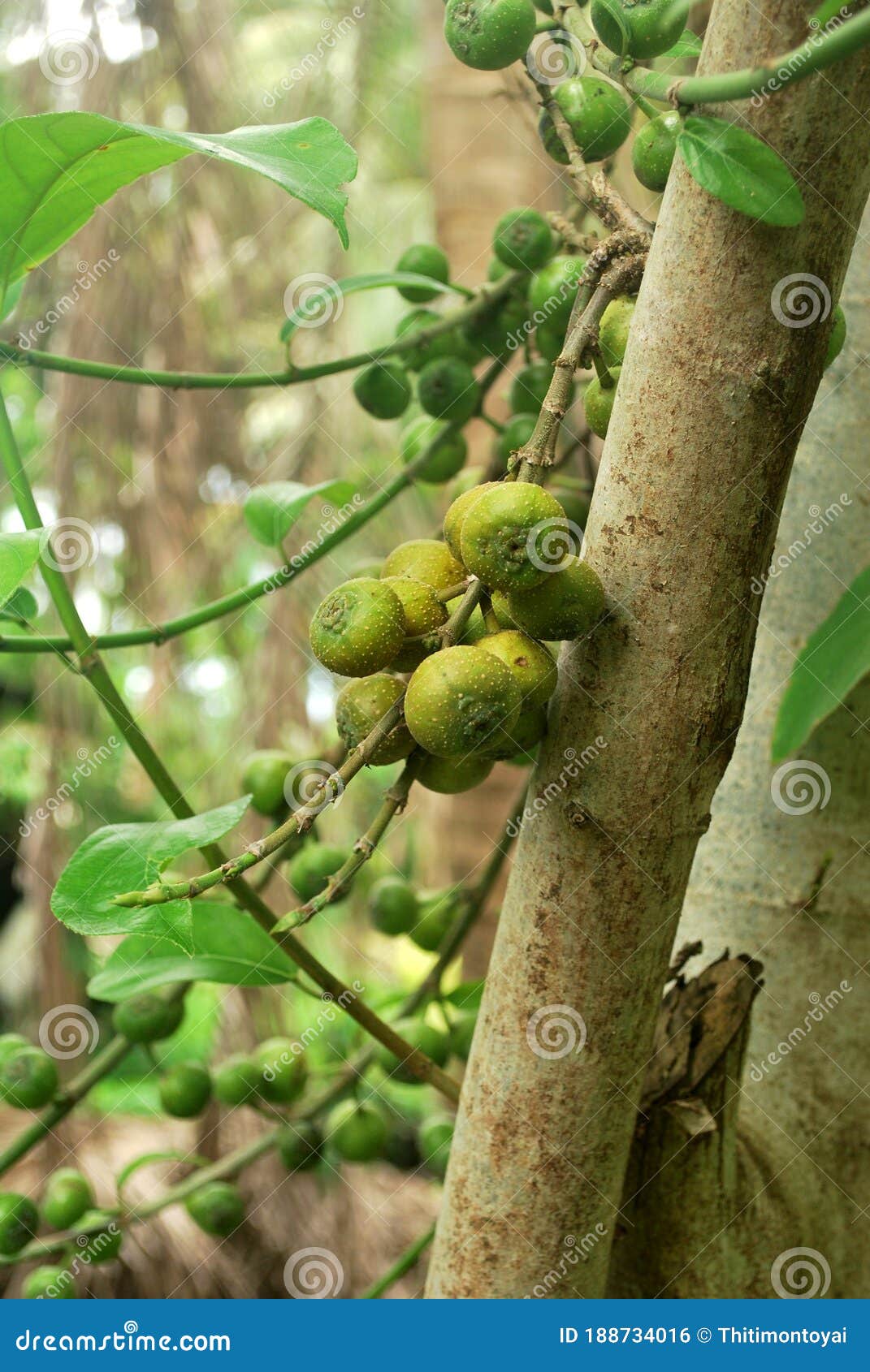 Wild figs. stock photo. Image of wild, food, ficus, foliage - 188734016