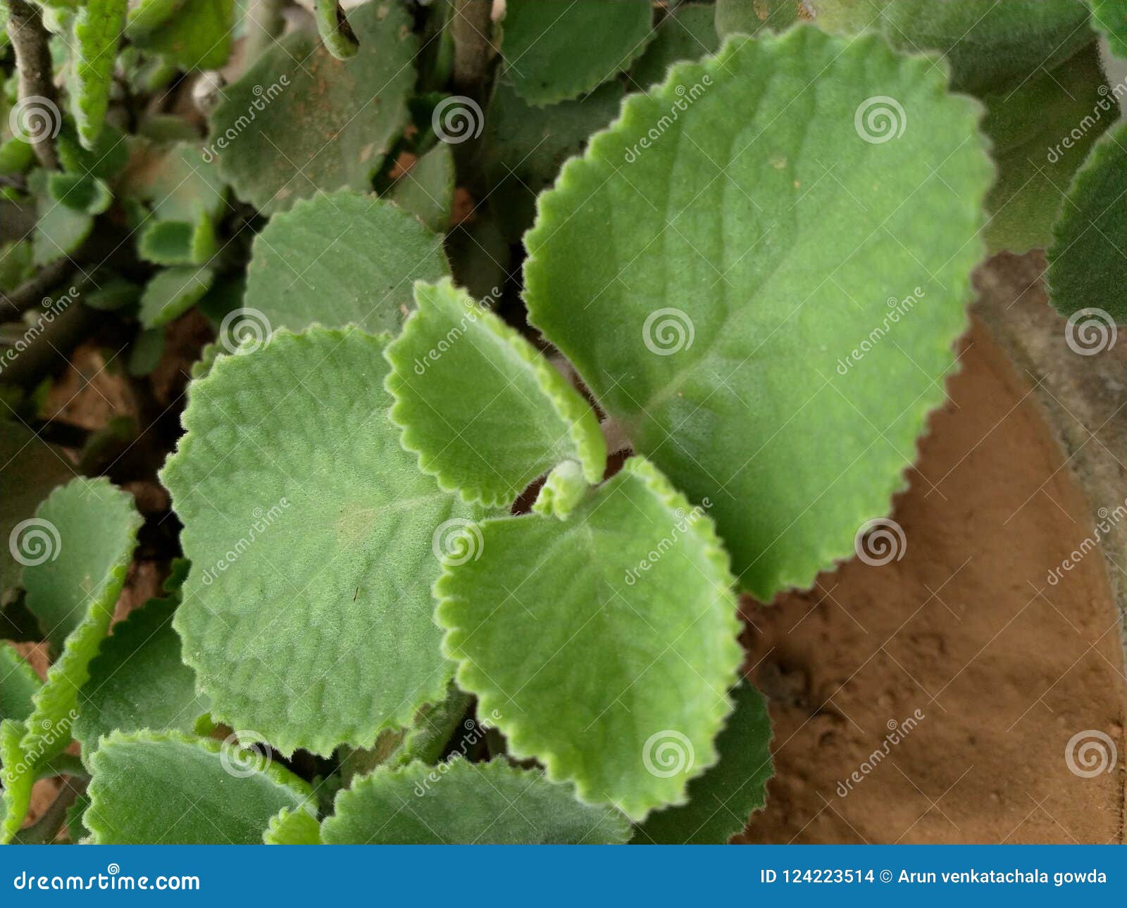 Medicinal plant stock photo. Image of cough, thick, avoiding - 124223514