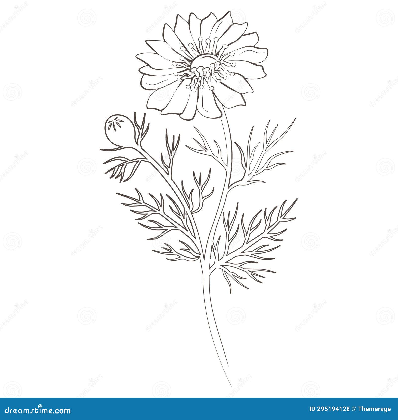 Medicinal Plants Adonis Hand Drawn Vector Transparent Background Stock ...