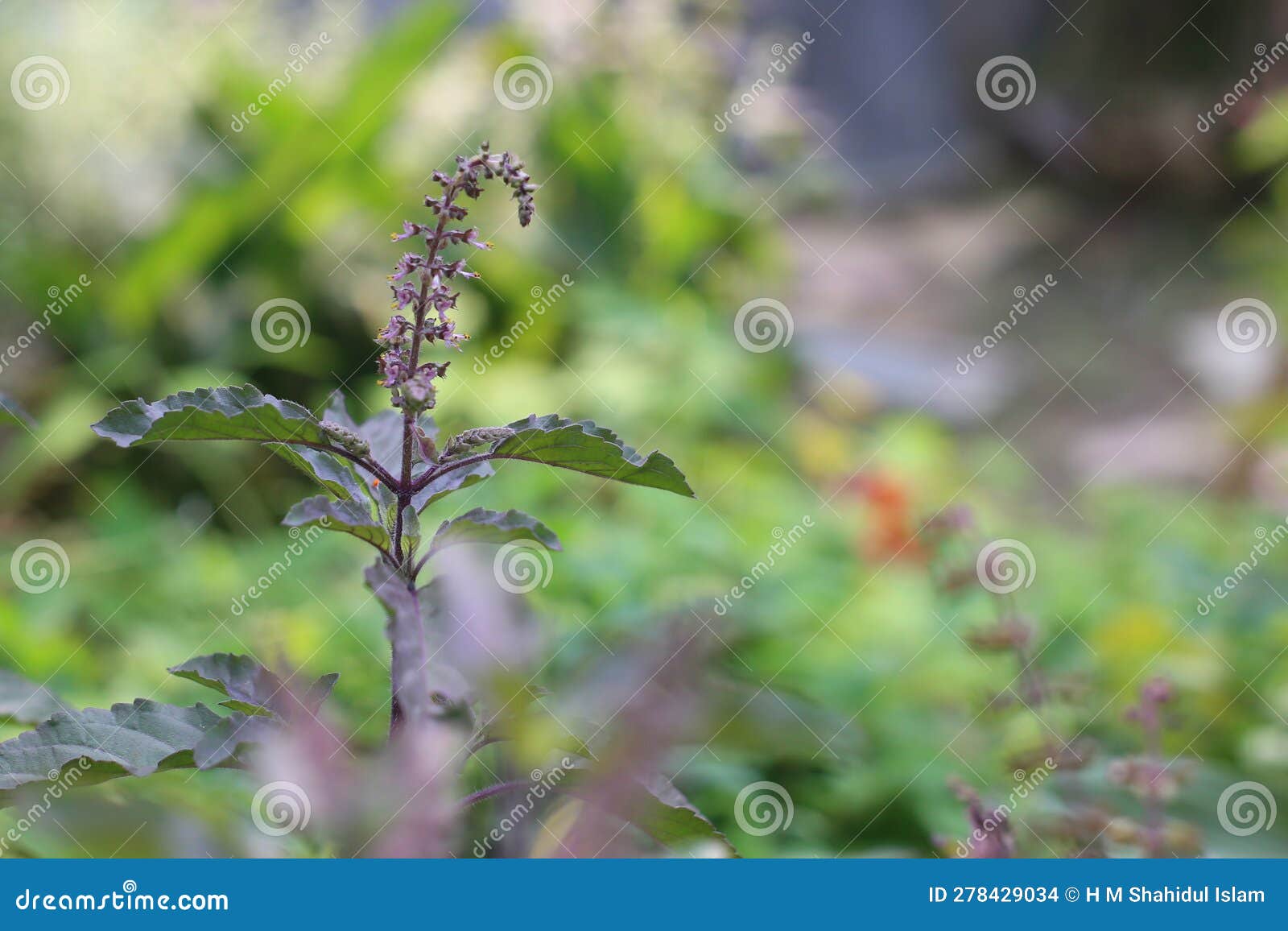 Medicinal plants Basil stock photo. Image of herb, drink - 278429034