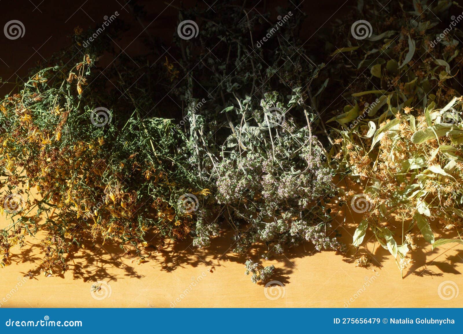 Medicinal Plants Drying on a Wooden Shelf Stock Image - Image of sage ...