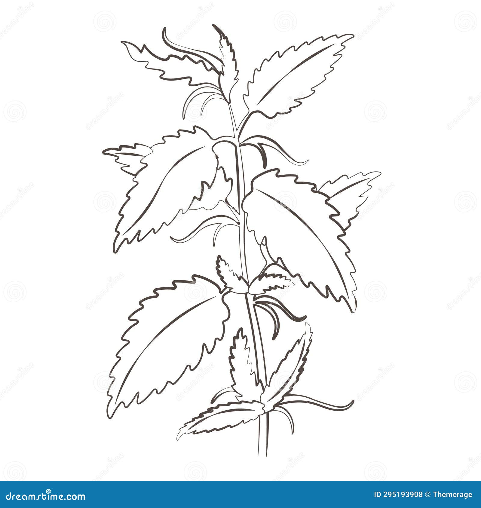 Nettle Hand Drawn Realistic Sketch Vector Illustration | CartoonDealer ...