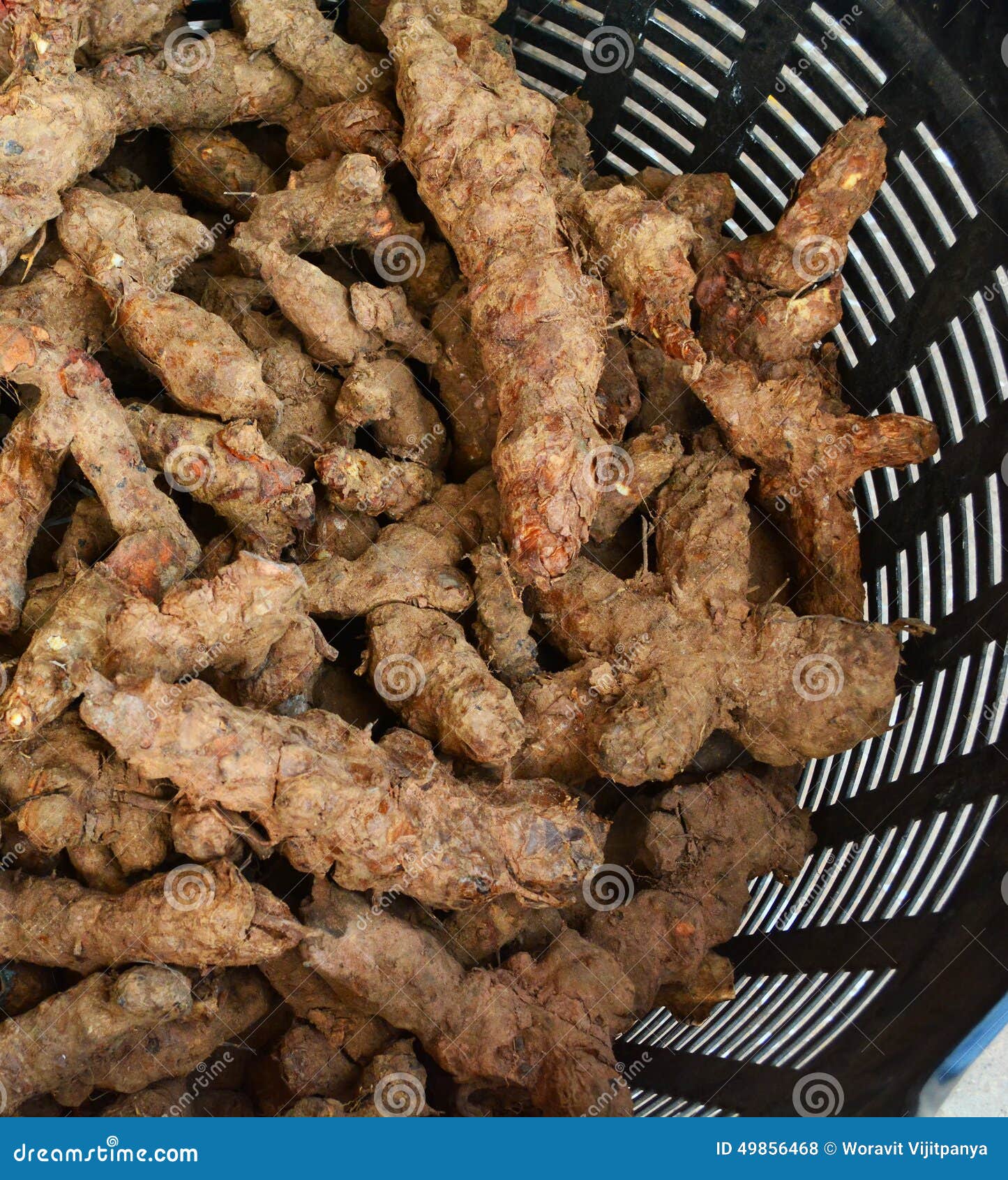 Medicinal Plants root stock photo. Image of medicine - 49856468