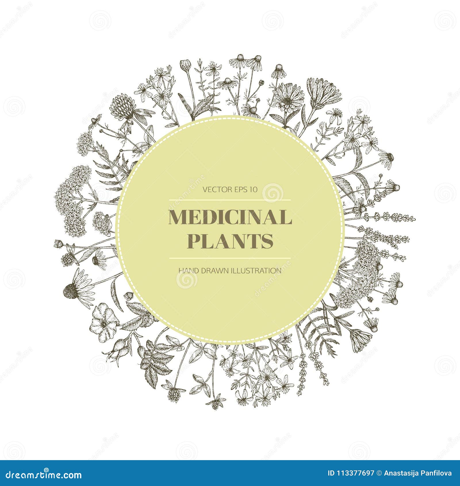 Medicinal plants. stock vector. Illustration of emblem - 113377697