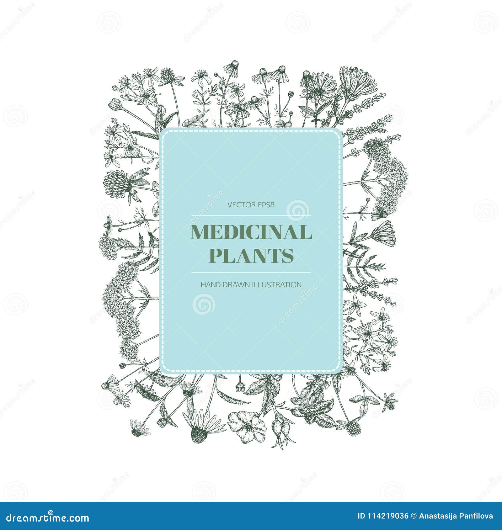 Medicinal plants. stock vector. Illustration of brochure - 114219036