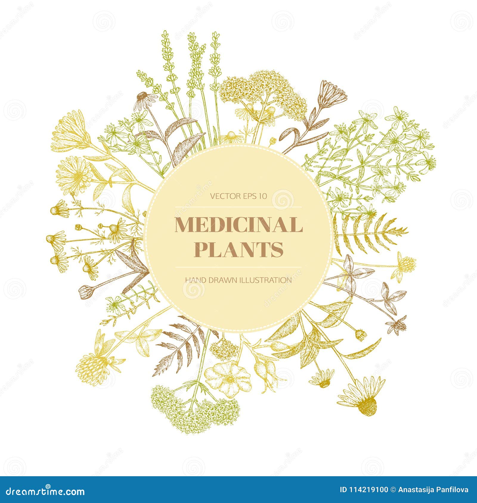 Medicinal plants. stock vector. Illustration of flower - 114219100