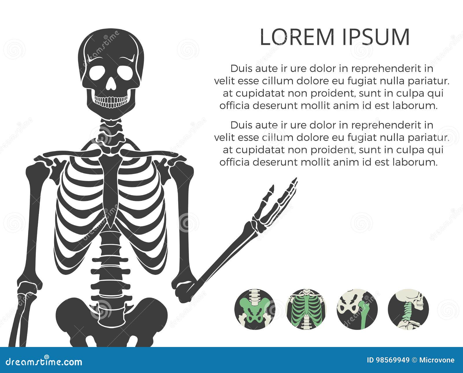 Medicinal Poster or Banner with Human Skeletone and Bones Stock Vector ...