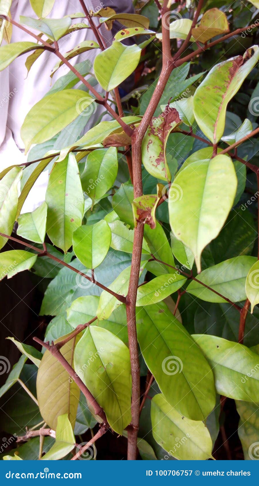Medicinal shrub stock image. Image of shrub, stem, chewed - 100706757