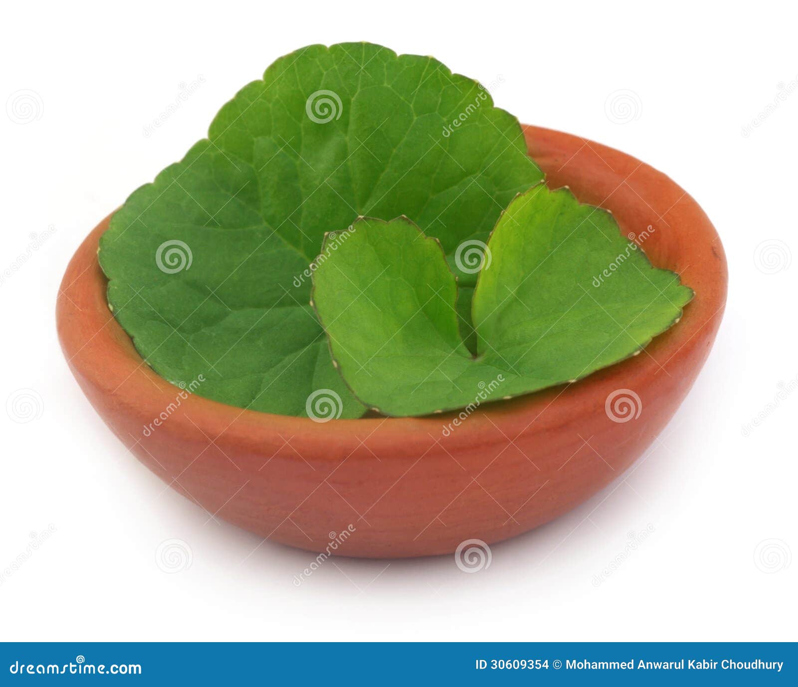 Medicinal Thankuni Leaves on a Clay Pot Stock Photo - Image of holistic ...