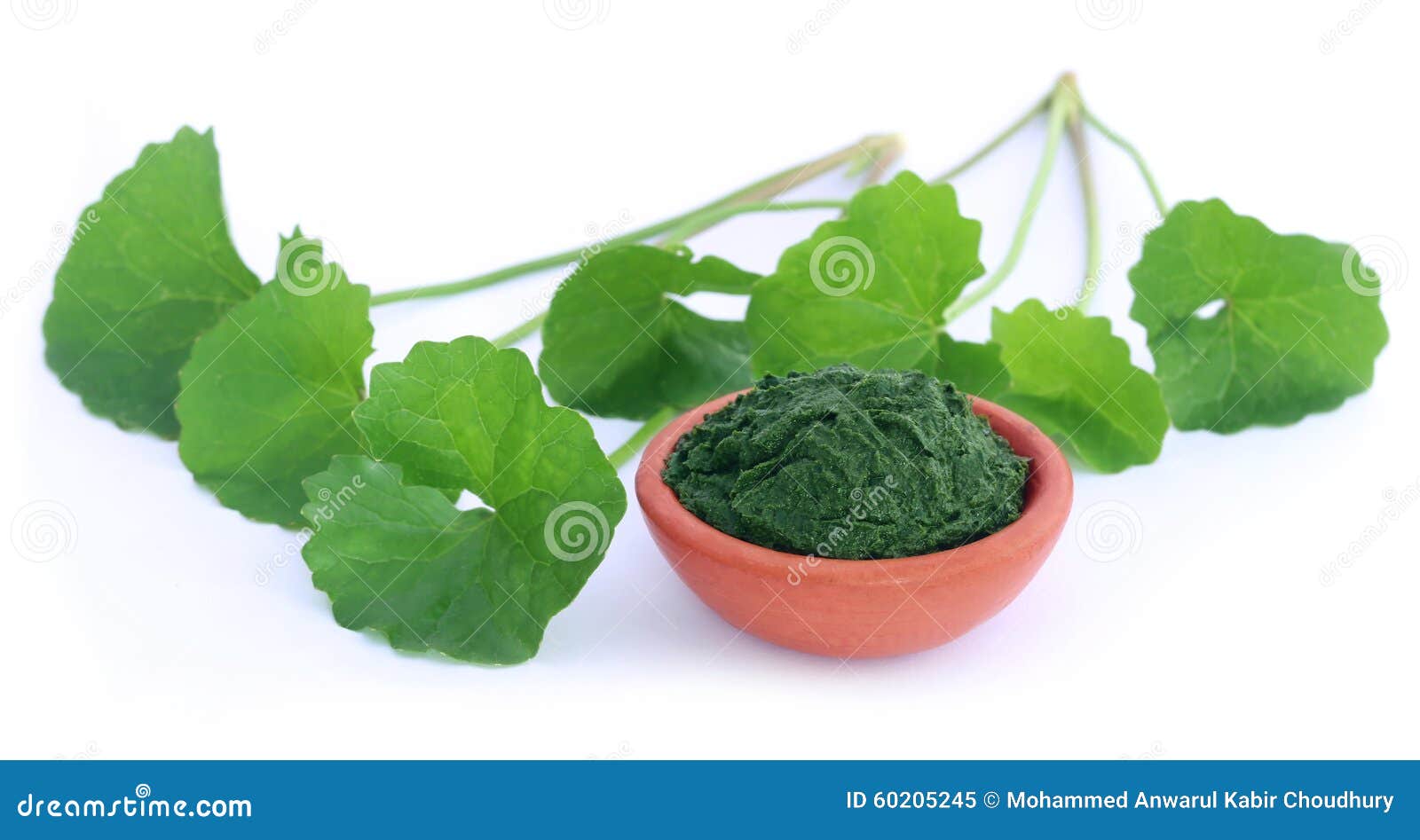 Medicinal thankuni leaves stock image. Image of gotu - 60205245