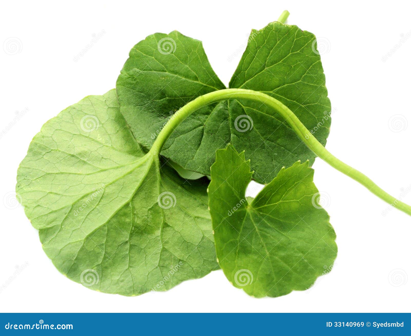 Medicinal Thankuni Leaves or Gotu Kola Stock Image - Image of flavour ...