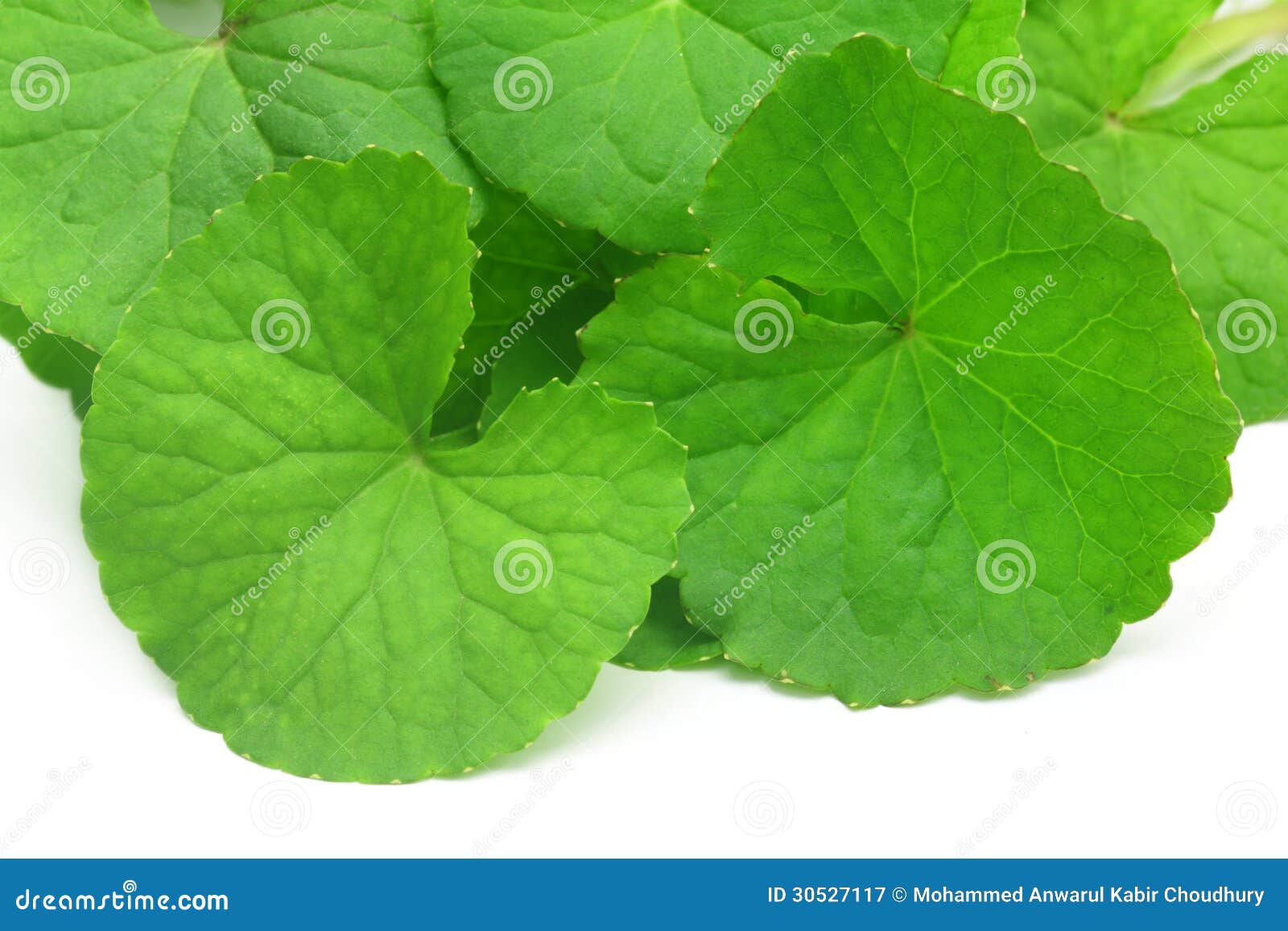 Medicinal thankuni leaves stock image. Image of aesthetica - 30527117