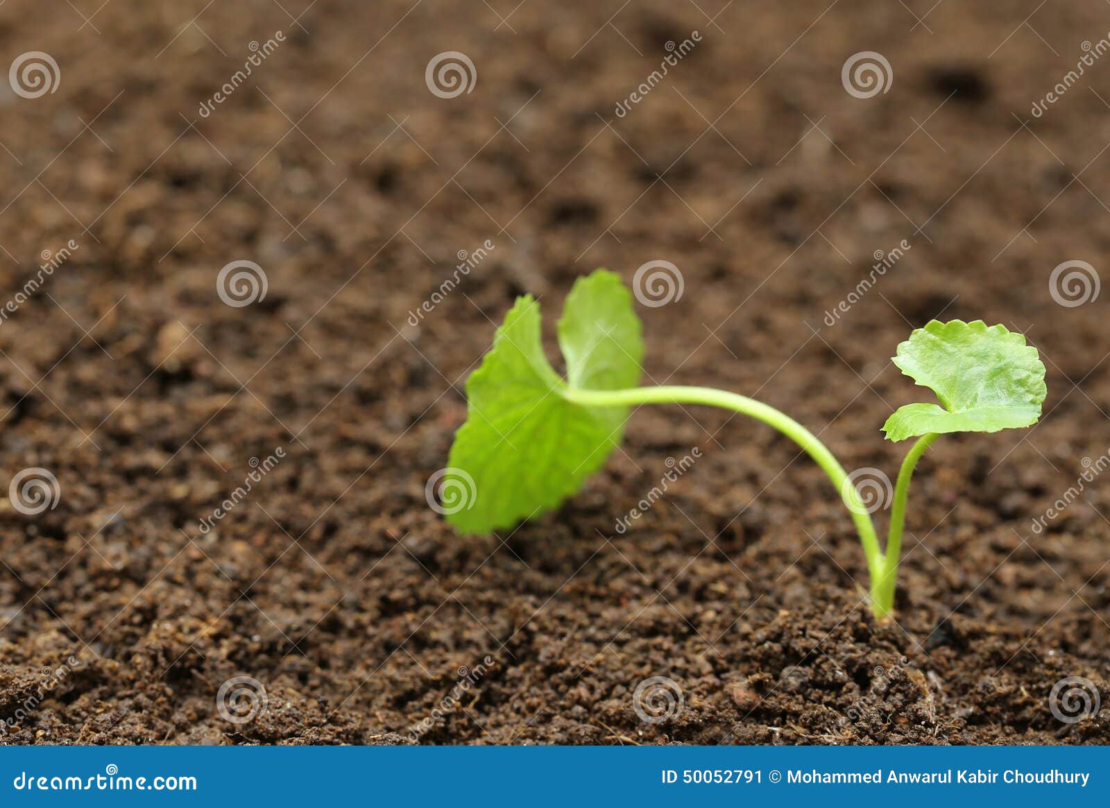 Medicinal thankuni plant stock image. Image of gotu, health - 50052791