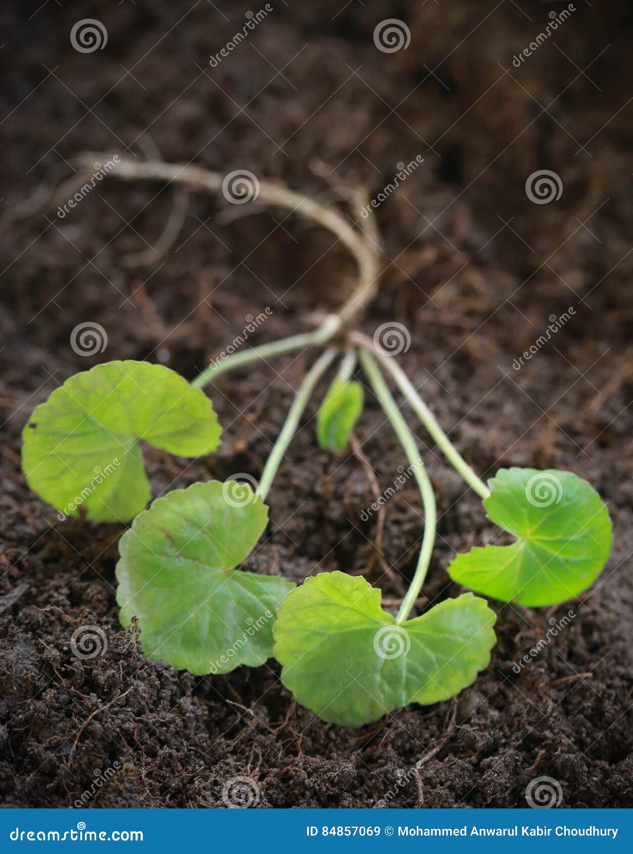 Medicinal Thankuni Seedling Stock Image - Image of longevity, cultivate ...