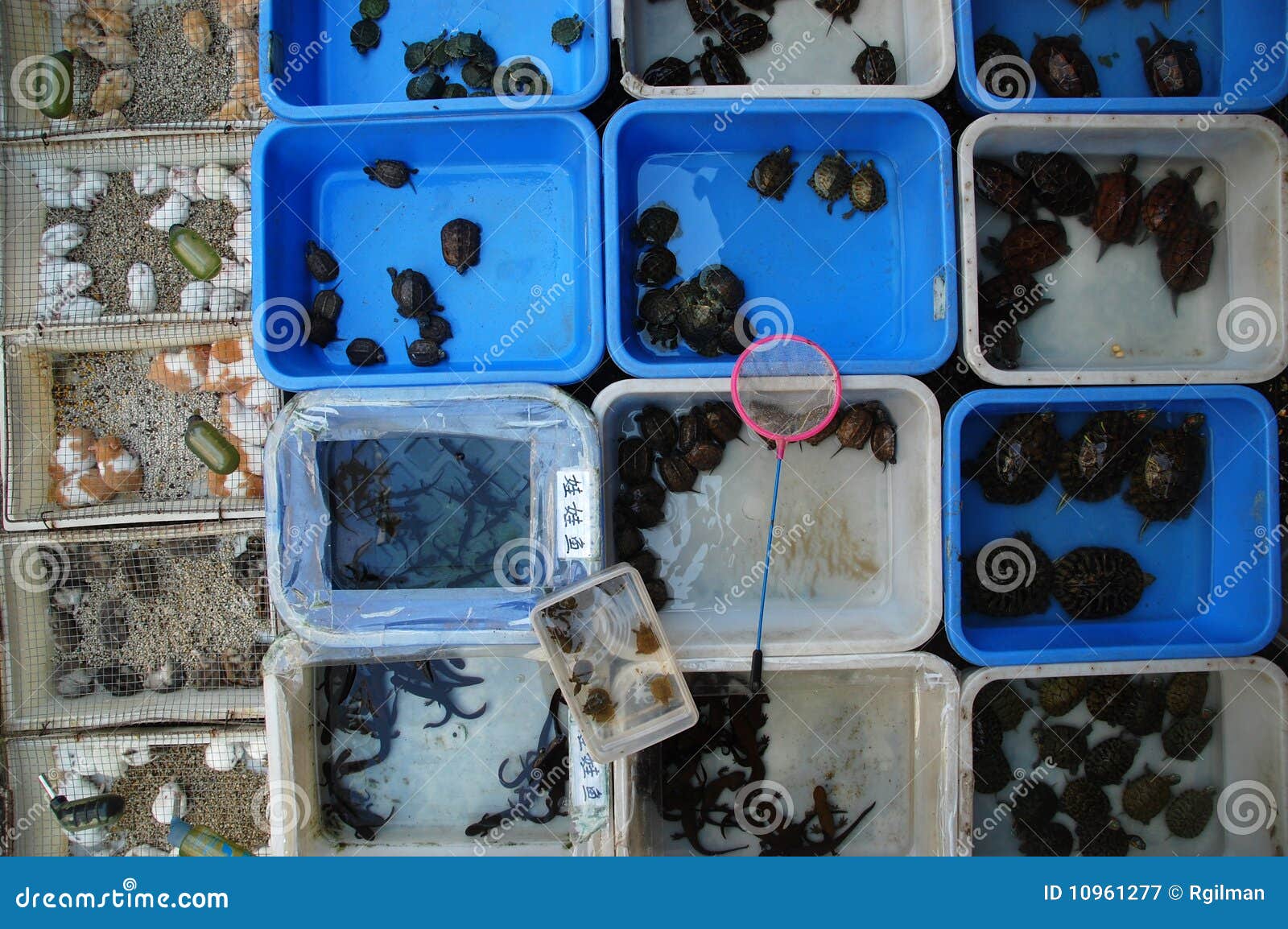 Medicinal Turtles stock image. Image of dried, cooking - 10961277