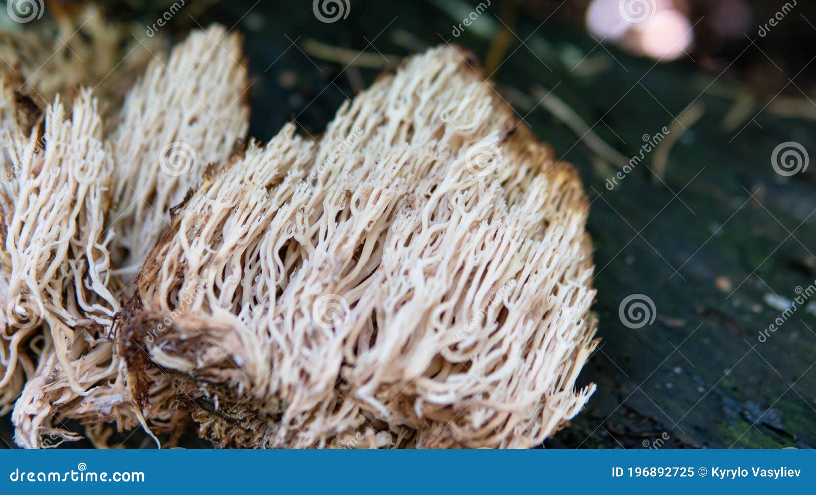 Ramaria Stricta, Commonly Known As The Strict-branch Coral Is A Coral ...