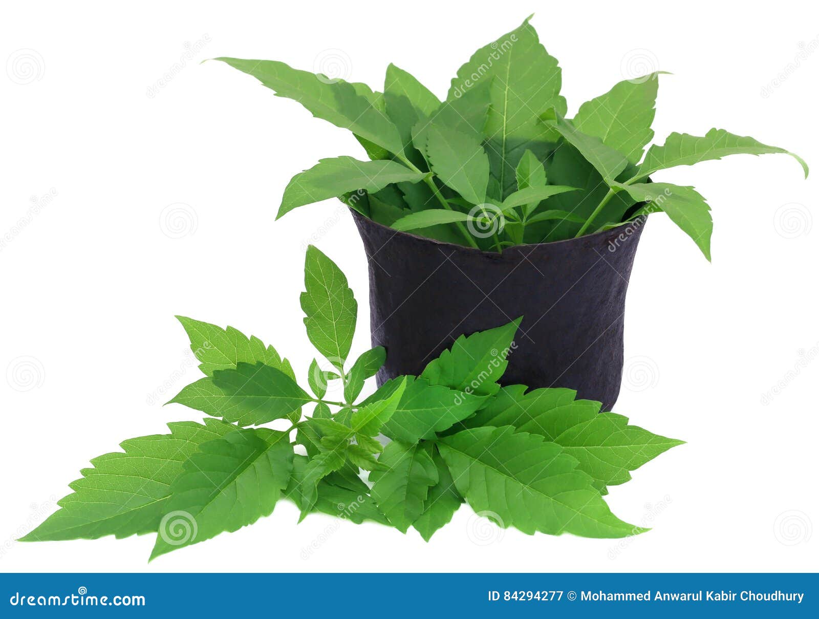 Vitex Negundo With Extract Juice Stock Photography | CartoonDealer.com ...