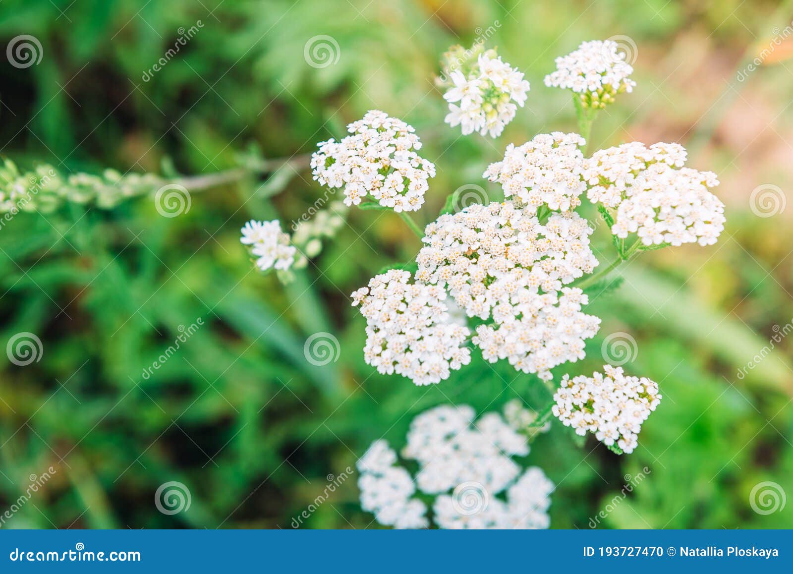 Medicinal Wild Herb Yarrow Flowers on Grass Background Stock Photo ...