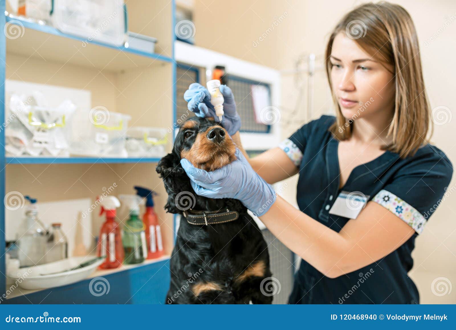 The Medicine, Pet Care and People Concept - Dog and Veterinarian Doctor ... The Medicine, Pet Care and People Concept - Dog and Veterinarian Doctor ...