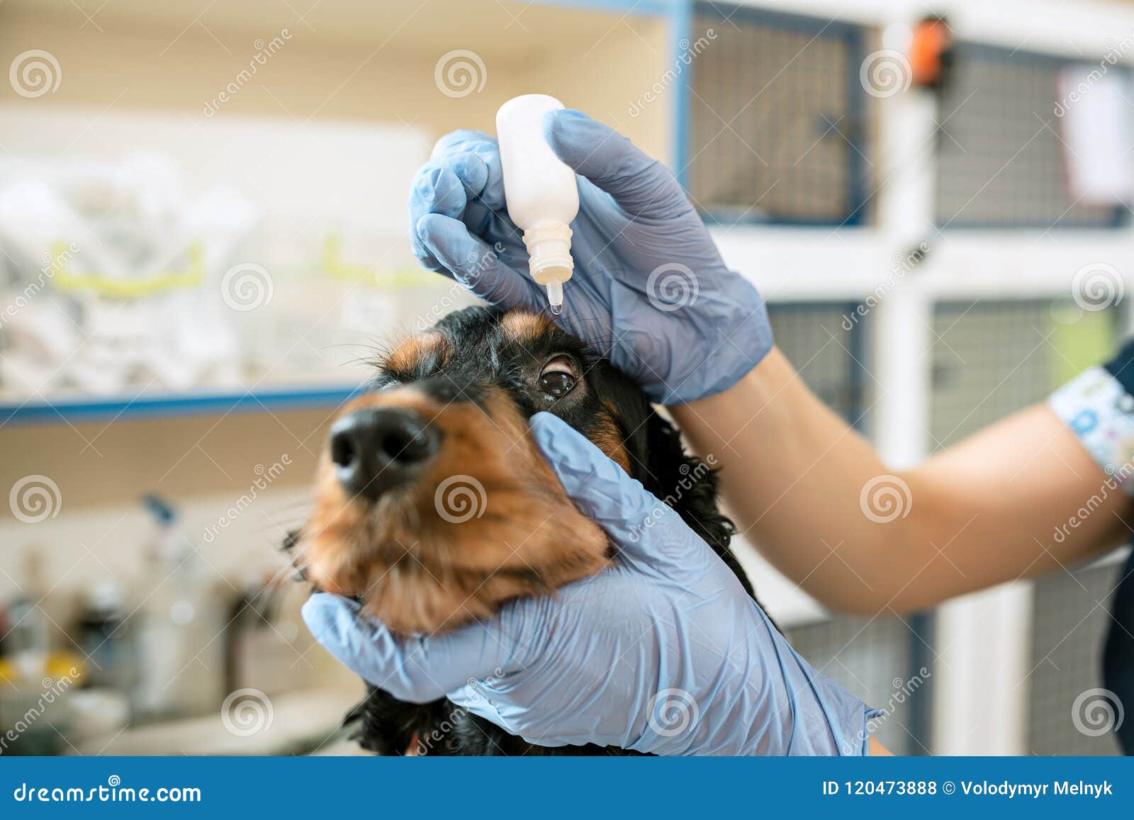 The Medicine, Pet Care and People Concept - Dog and Veterinarian Doctor ... The Medicine, Pet Care and People Concept - Dog and Veterinarian Doctor ...