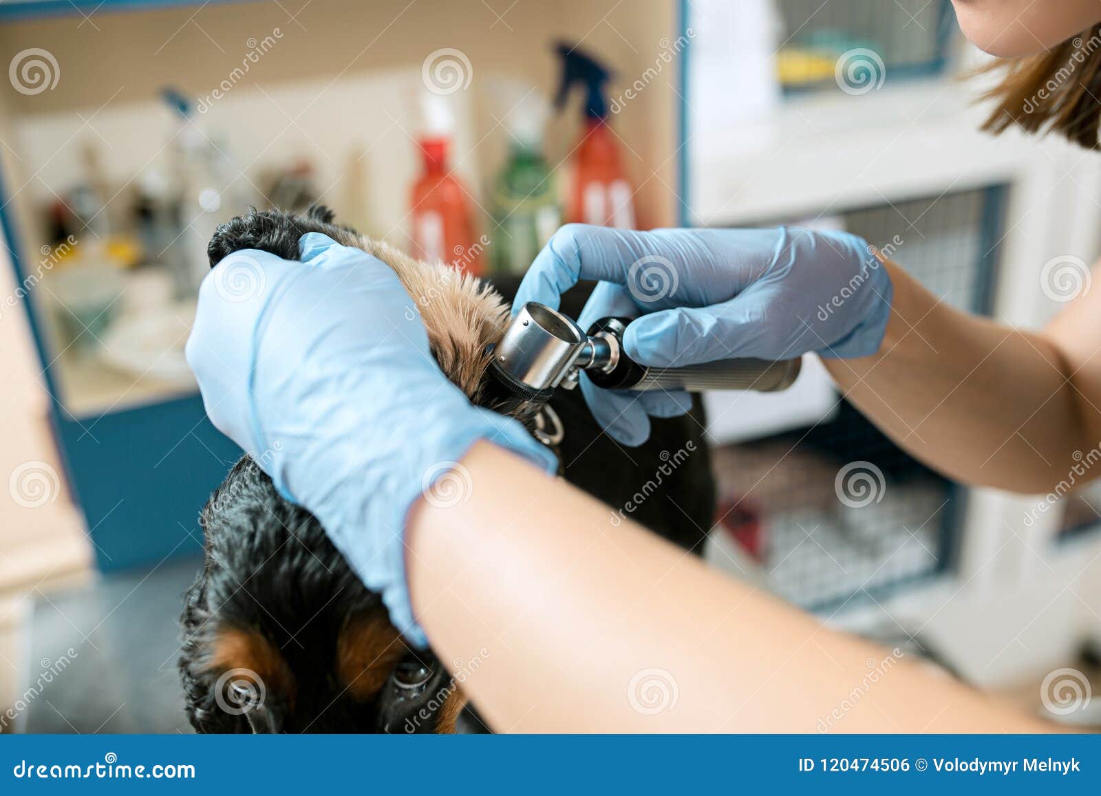 The Medicine, Pet Care and People Concept - Dog and Veterinarian Doctor ... The Medicine, Pet Care and People Concept - Dog and Veterinarian Doctor ...