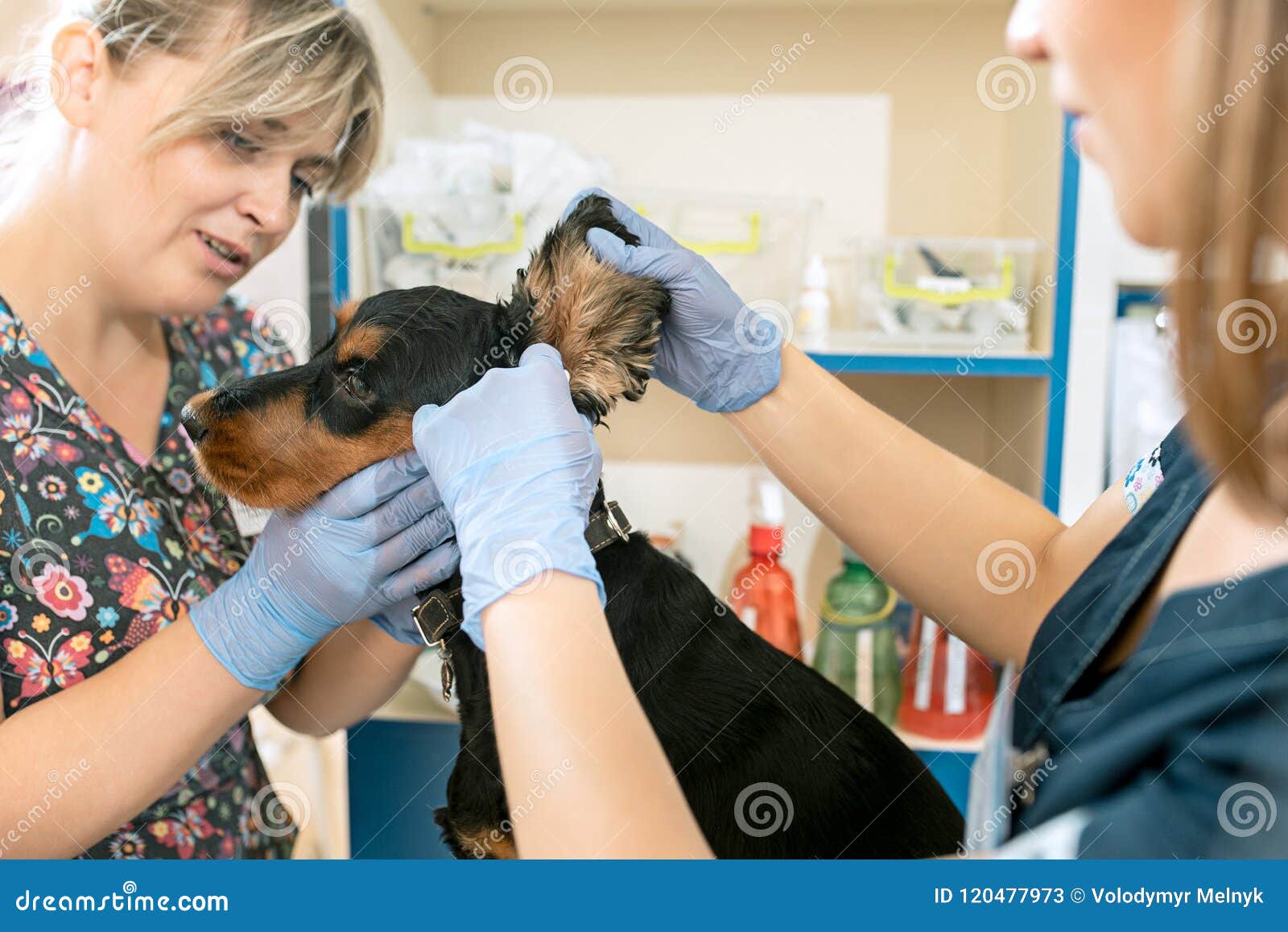 The Medicine, Pet Care and People Concept - Dog and Veterinarian Doctor ... The Medicine, Pet Care and People Concept - Dog and Veterinarian Doctor ...
