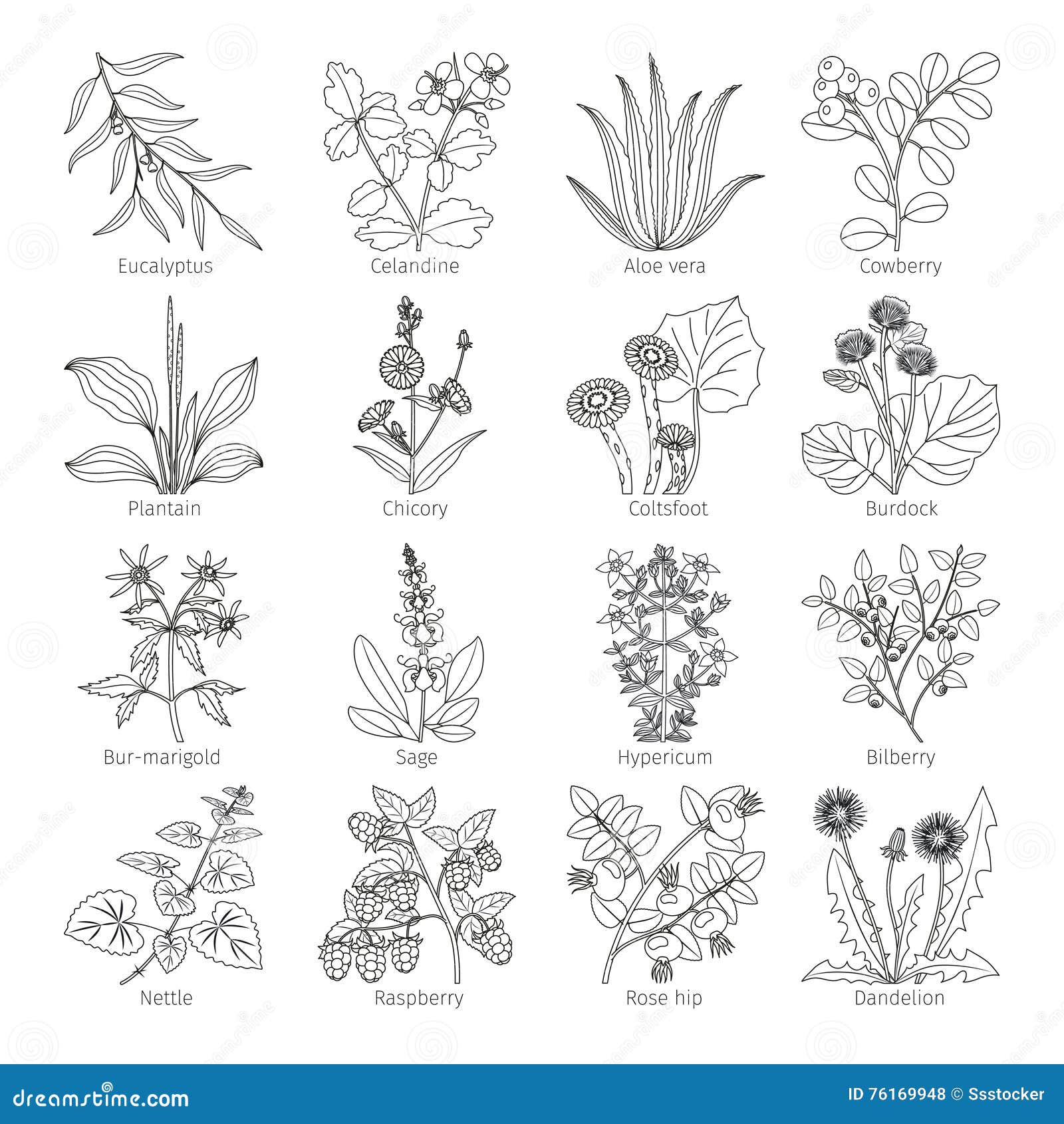 Medicine Plants and Herbs Collection Stock Vector - Illustration of ...