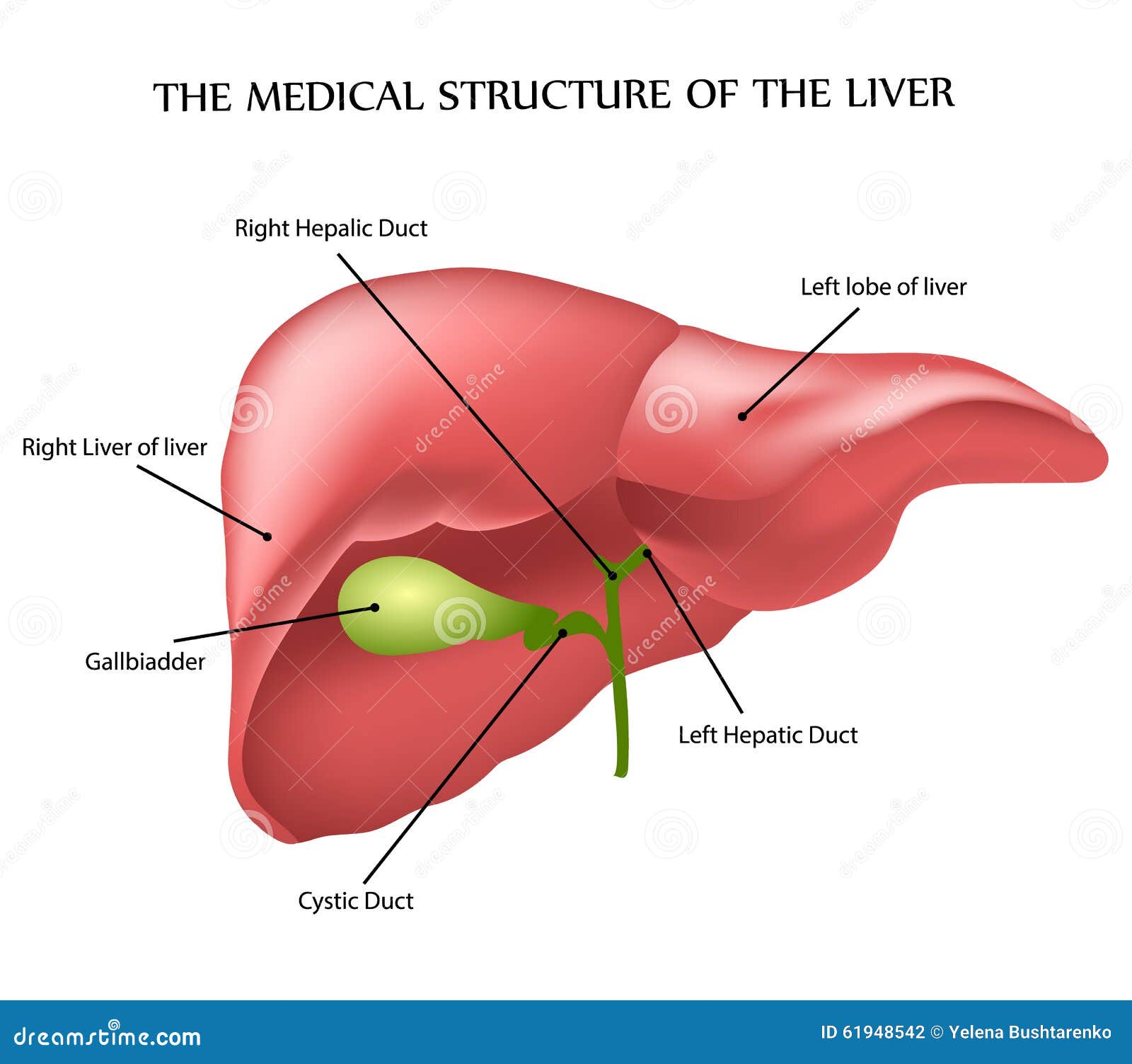 Medicinsk Struktur Av Levern Vektor Illustrationer - Illustration av ...