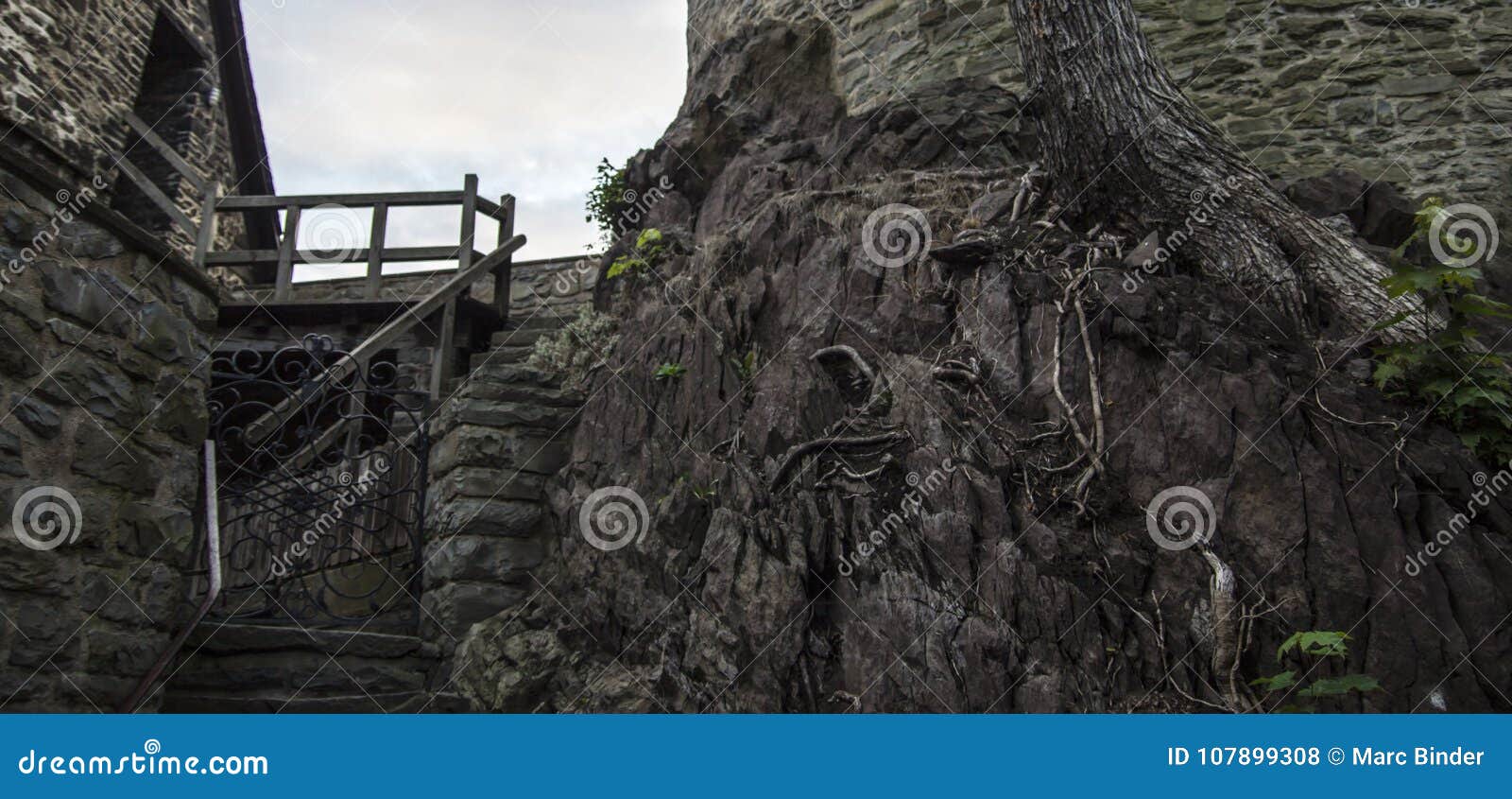 A Huge Tree Growing in a Medieval Castle Stock Photo - Image of castle ...