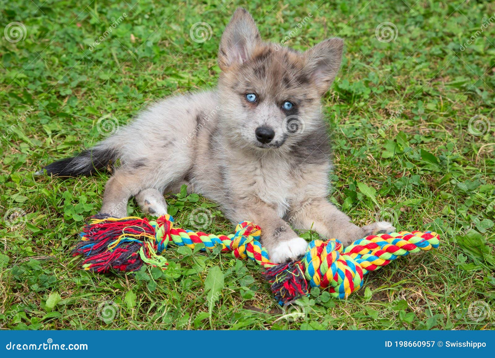 Adorable Blue Eyed Pomsky Puppy Stock Image - Image of fuzzy, alaska ...