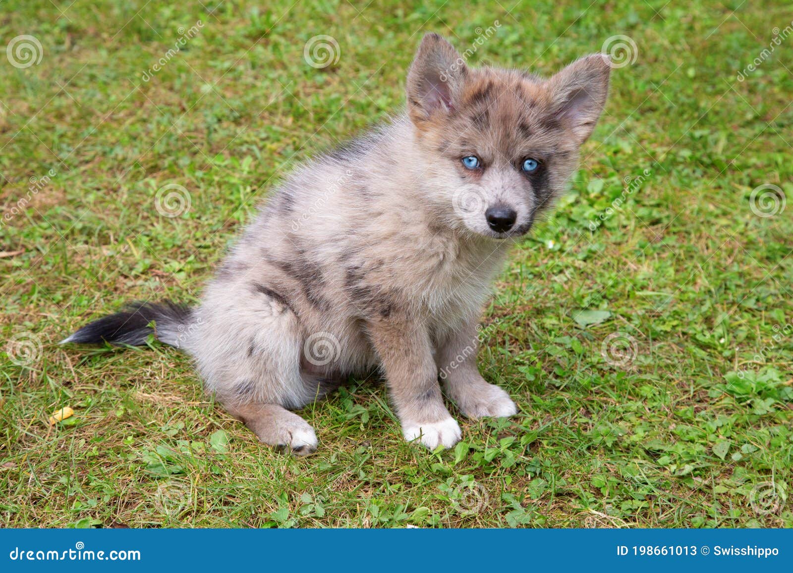 Adorable Blue Eyed Pomsky Puppy Stock Image - Image of eyed, fuzzy ...