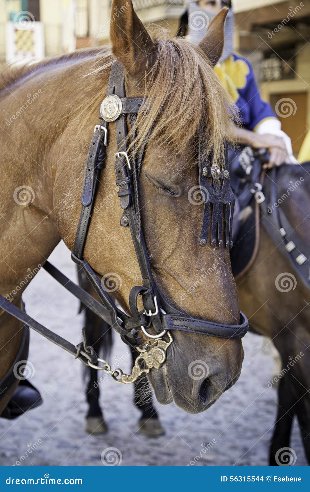Medieval horse head stock photo. Image of animal, mare - 56315544