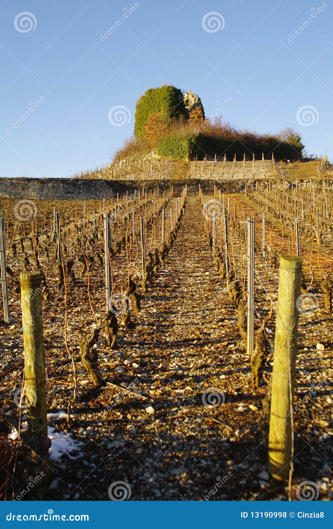 Medieval Old Tower in Vineyard Stock Photo - Image of agriculture ...