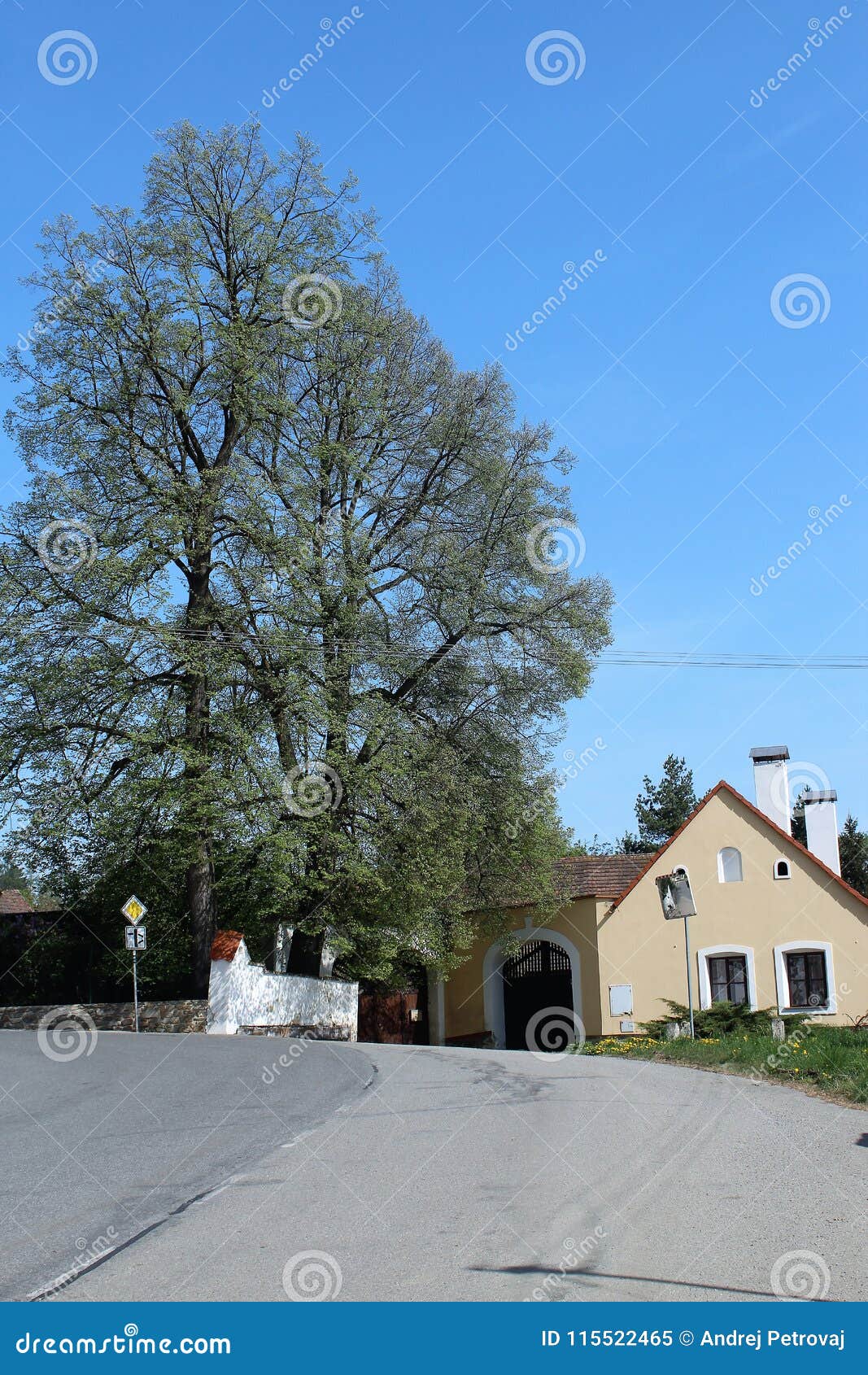 Medieval trees stock image. Image of trees, white, medieval - 115522465