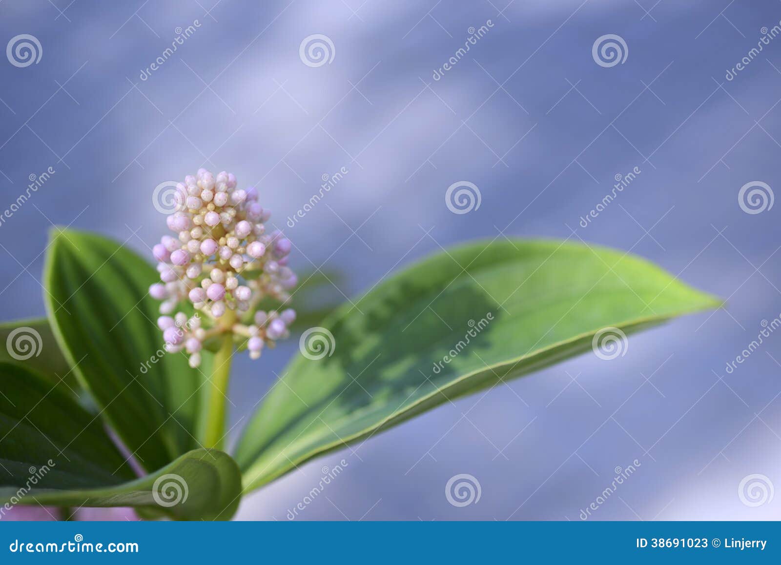 Medinilla magnifica flower stock image. Image of grass - 38691023