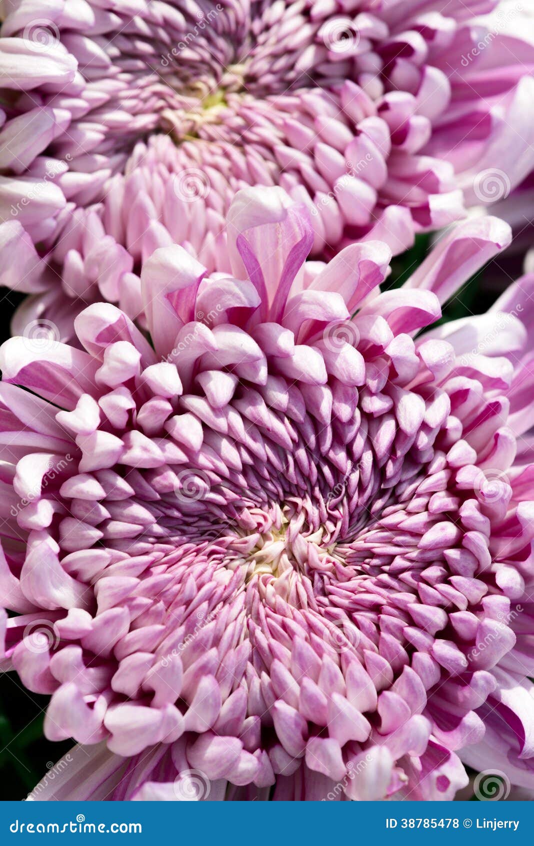 Medinilla magnifica flower stock photo. Image of life - 38785478