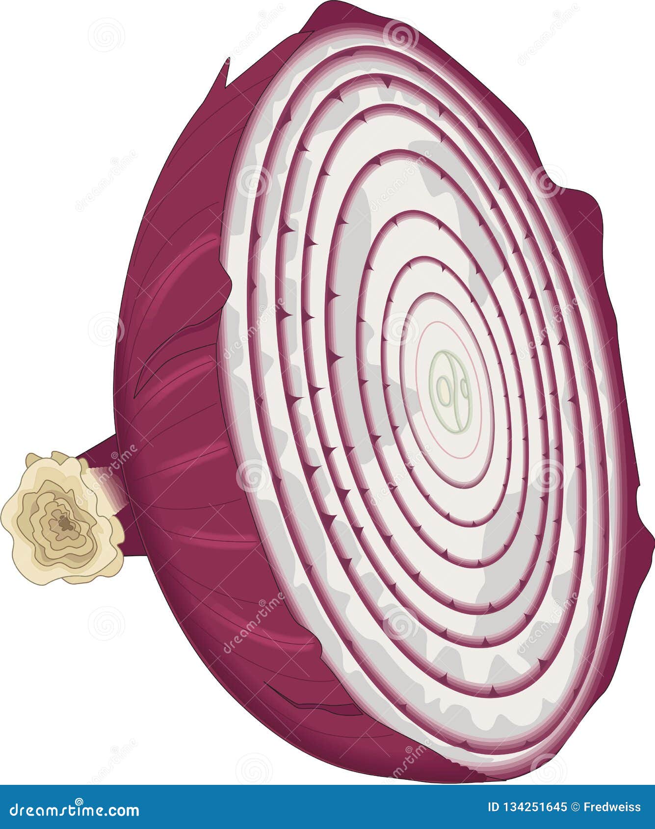 Medio Ejemplo Del Vector De La Cebolla Ilustración del Vector ...