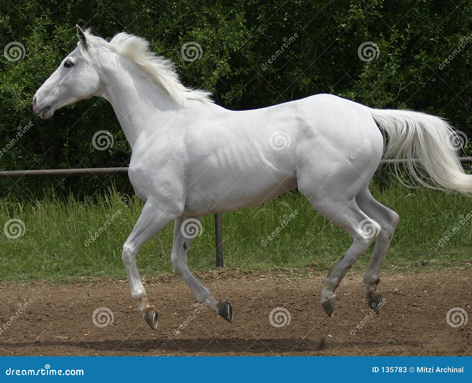 Medio Galope Del Caballo Blanco Imagen de archivo - Imagen de blanco ...